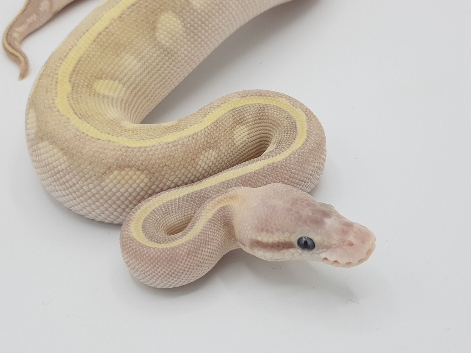 Pastel Mystic Potion Ball Python by AJ's Reptiles - MorphMarket