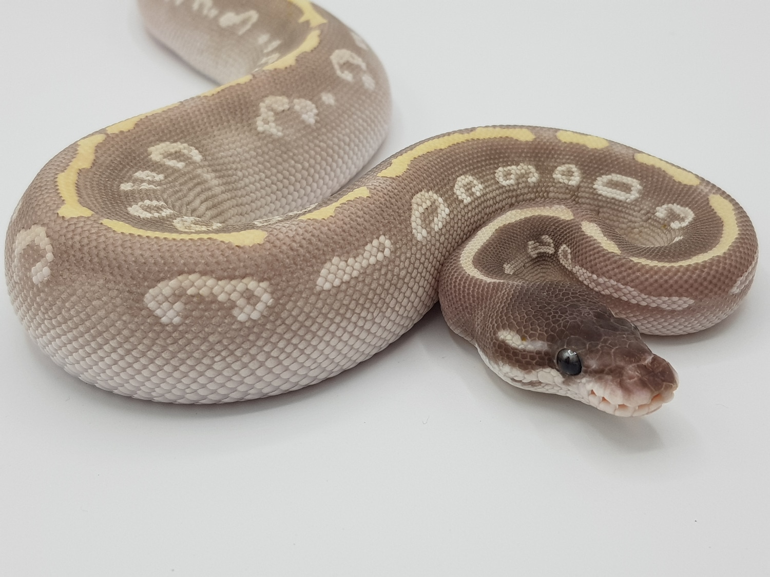 Mystic Potion Pos Het Hypo Ball Python by AJ's Reptiles - MorphMarket
