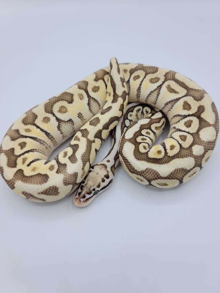 Pastel Butter Spotnose Het Clown Ball Python by AJ's Reptiles - MorphMarket