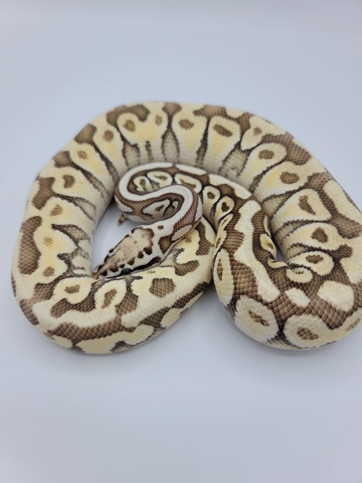 Pastel Butter Spotnose Het Clown Ball Python by AJ's Reptiles - MorphMarket