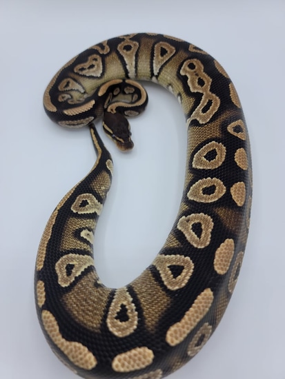 Blackhead Red Gene Ringer Gene Ball Python by AJ's Reptiles