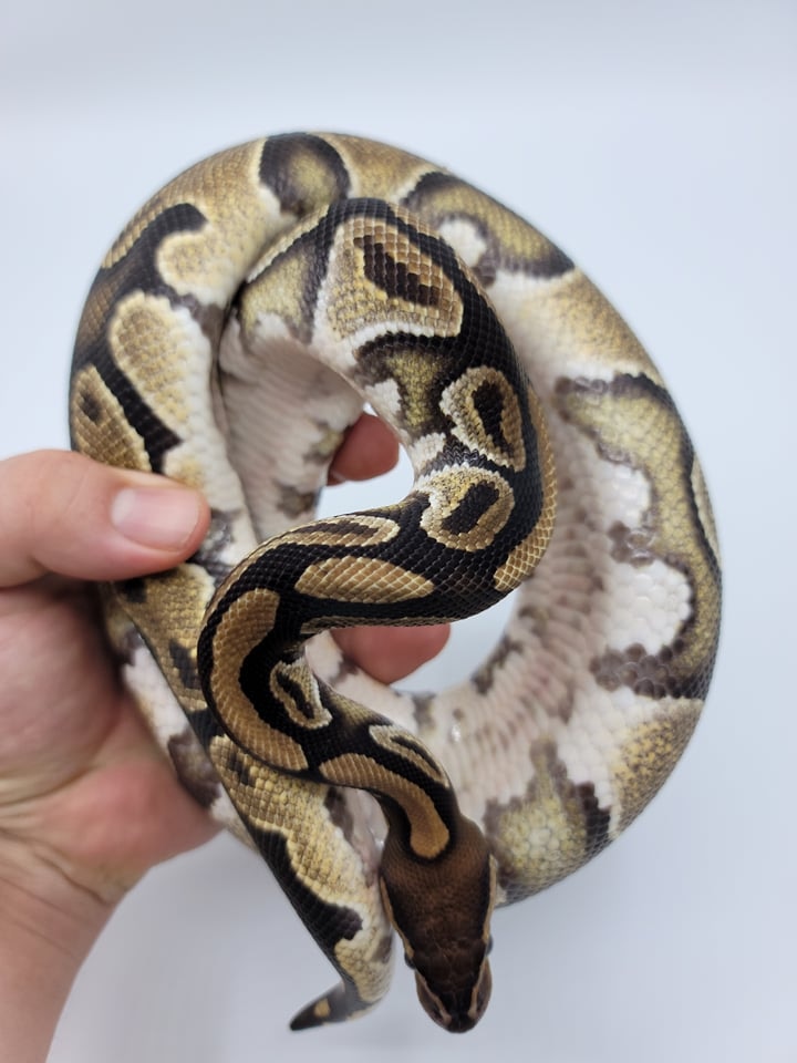 Blackhead Het Hypo Ball Python by AJ's Reptiles - MorphMarket