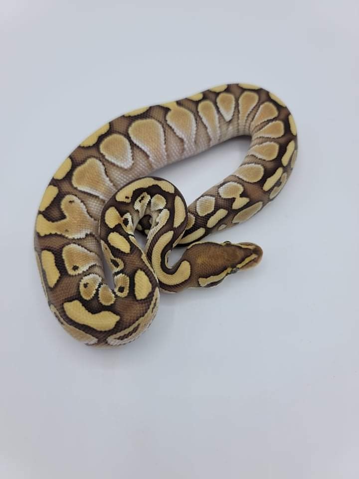 Butter Het Clown Ball Python by AJ's Reptiles - MorphMarket