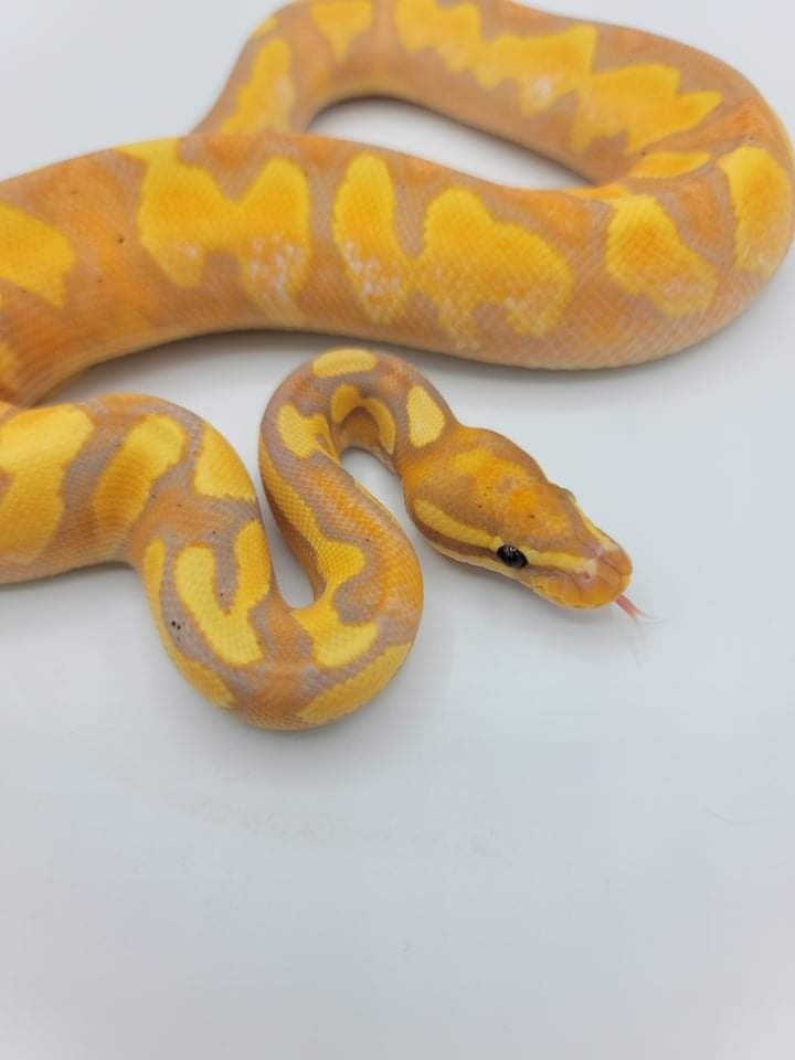 High Intensity Orange Dream Enchi Banana Yellowbelly Het Pied Ball ...