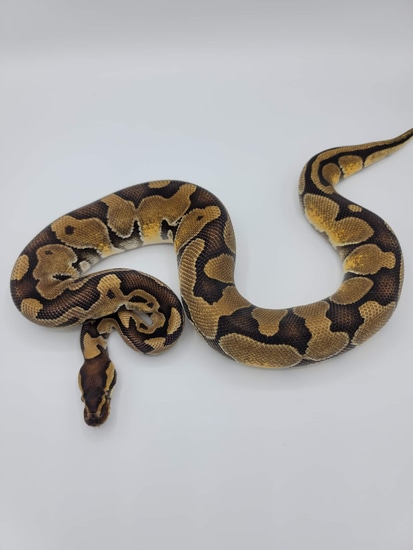 Enchi Green Pastel Ball Python by AJ's Reptiles