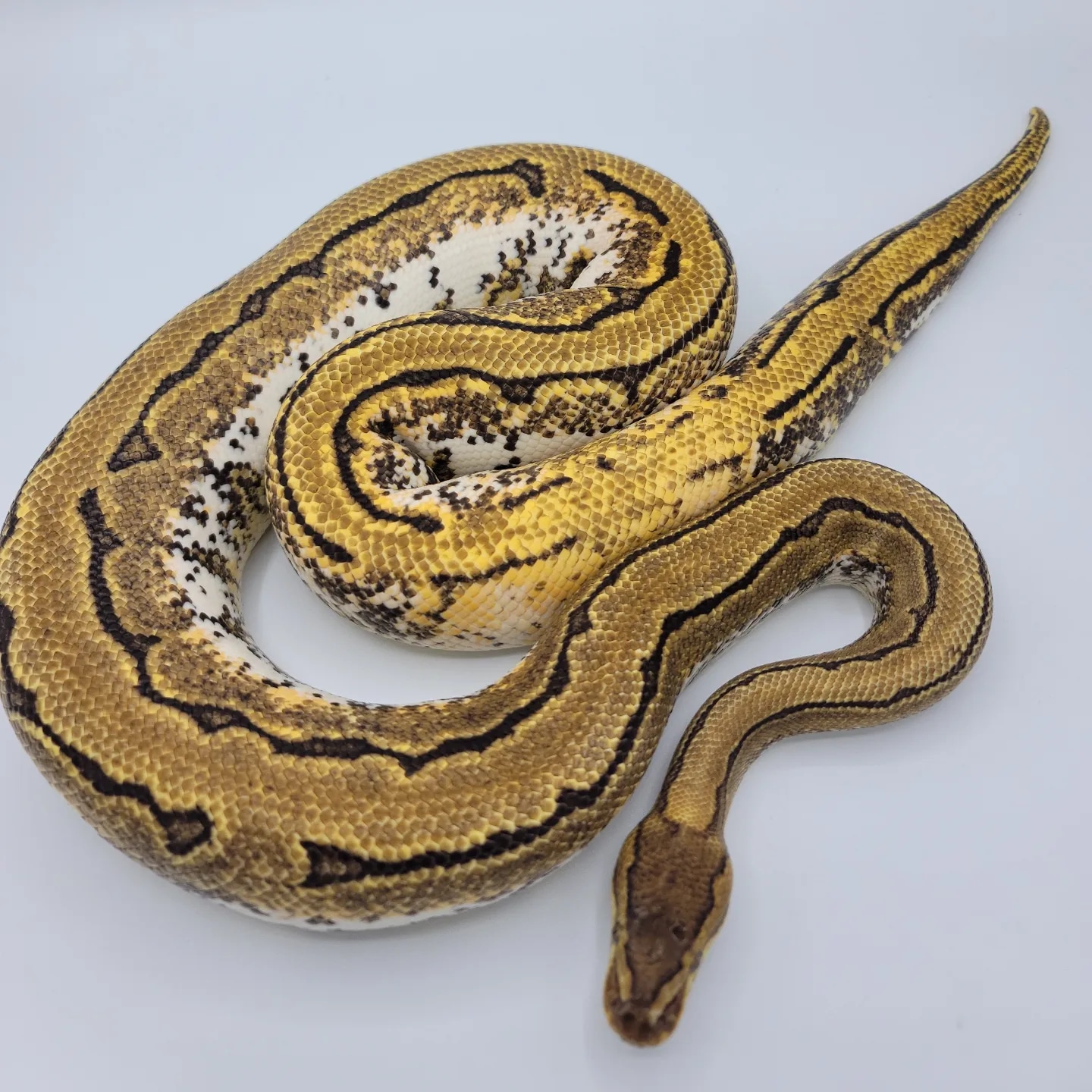 Calico Enchi Pinstripe Ball Python by AJ's Reptiles - MorphMarket