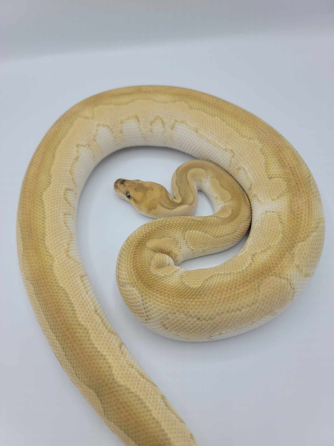 Wookie Butter Clown Ball Python by AJ's Reptiles - MorphMarket