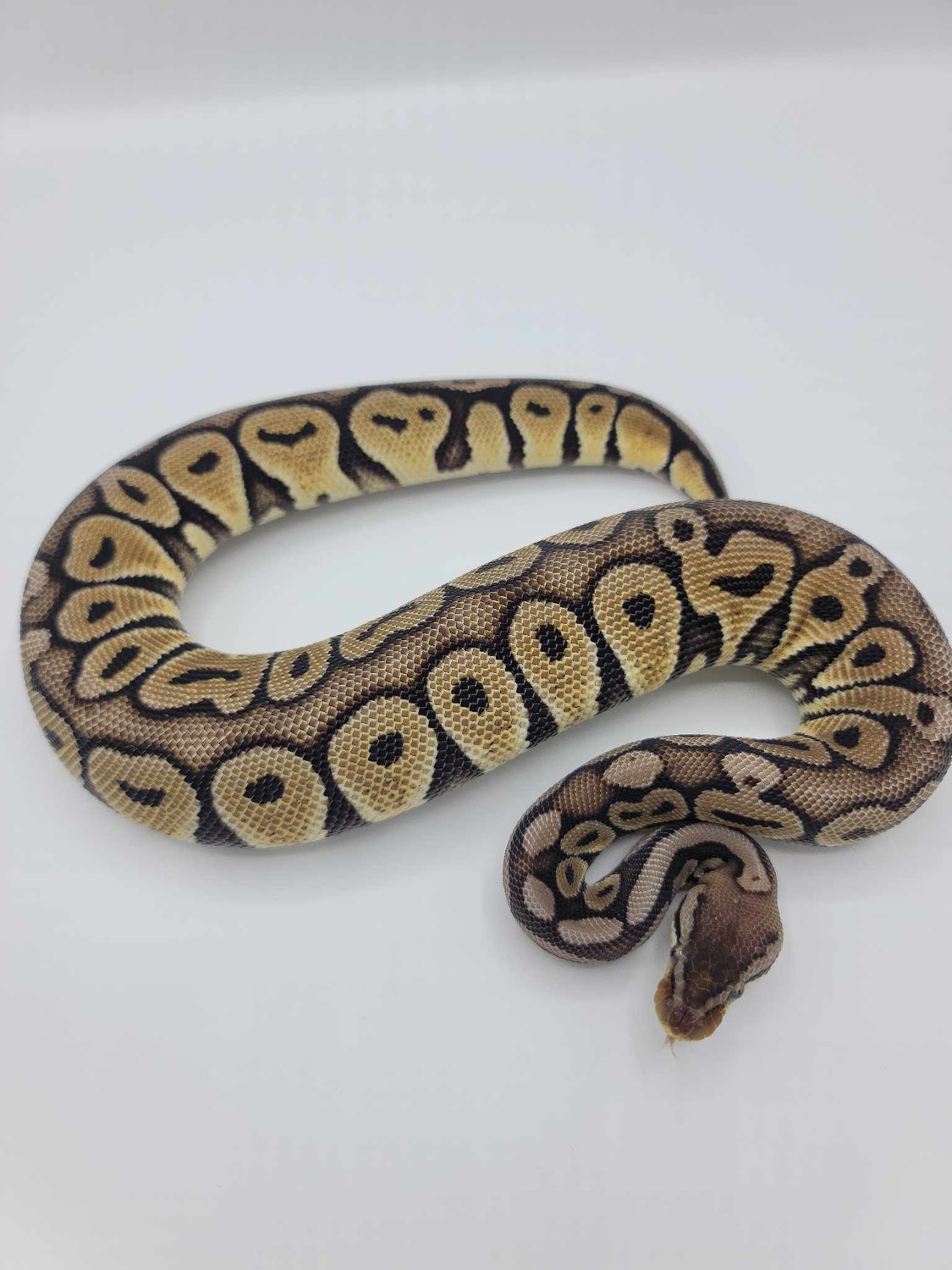 Chocolate Green Pastel Double Het Hypo Desert Ghost Ball Python by AJ's ...