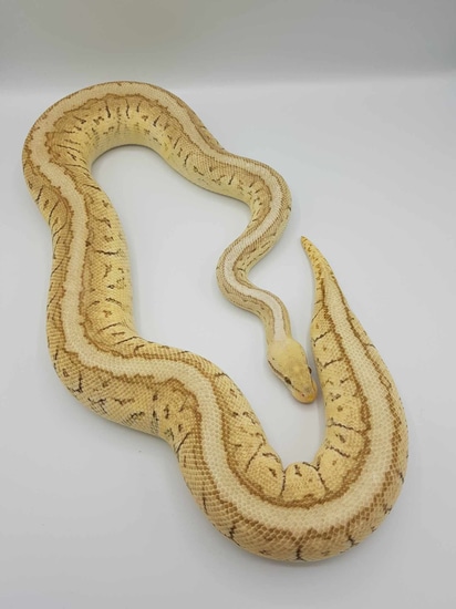 Spotnose Pinstripe Pastel Butter Possible Yellowbelly Ball Python by AJ ...