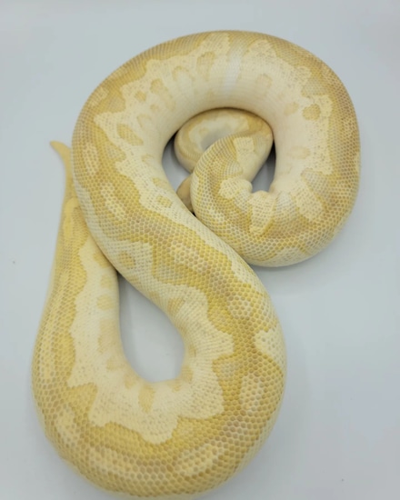 Motely Fire Butter Clown Ball Python by AJ's Reptiles