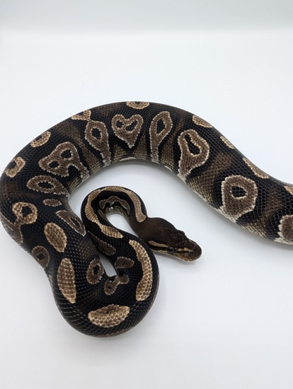 Black Head Red Gene Ball Python by AJ's Reptiles