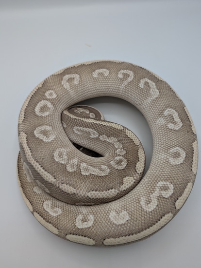 Mystic Potion Ball Python by AJ's Reptiles