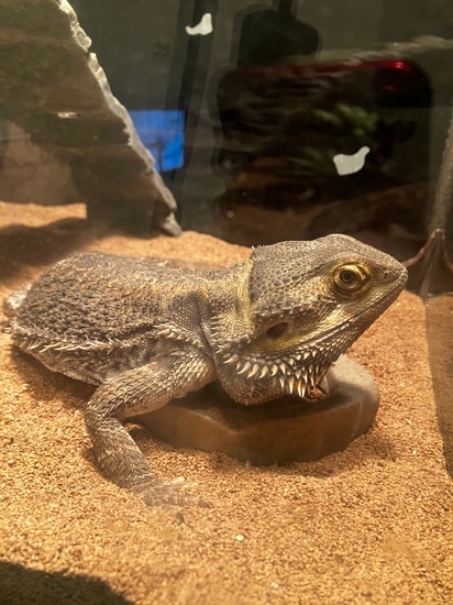 Central Beared Dragon Central Bearded Dragon by AJ's Pythons LLC