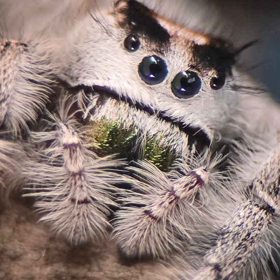 Nebula Regius-Otiosus Hybrid Jumping Spider by AK Spood and Company