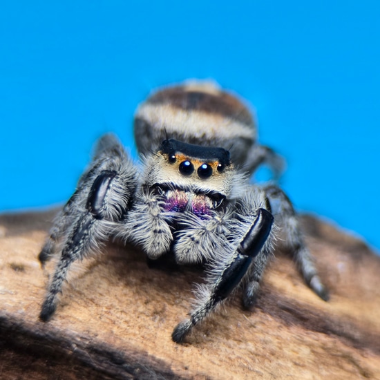 Stunning Orange-Phase Phidippus Regius Female – Paired To P. Otiosus ...