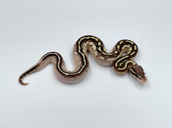 Fire Lesser Leopard Pastel Ball Python by Akachi Pitones