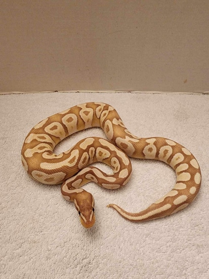 Banana Lesser Enchi Ball Python by Grindstaff_Morphs