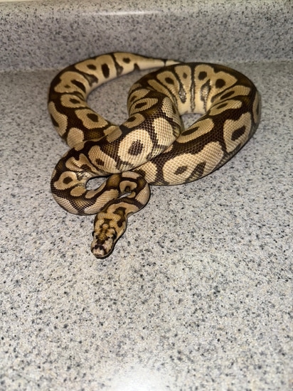 Spot Nose Clown Ball Python by Grindstaff_Reptiles