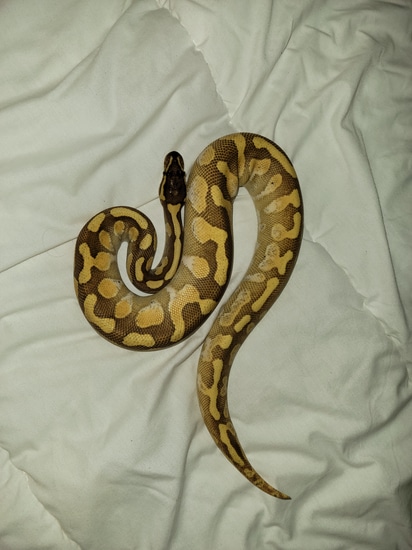 Enchi Lesser Ball Python by Black Rock Pythons & Exotics