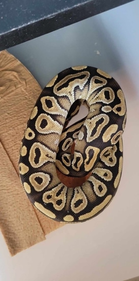 Mojave Ball Python by Black Rock Pythons & Exotics