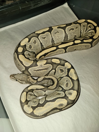 Hypo Proven Breeder Ball Python by Black Rock Pythons & Exotics