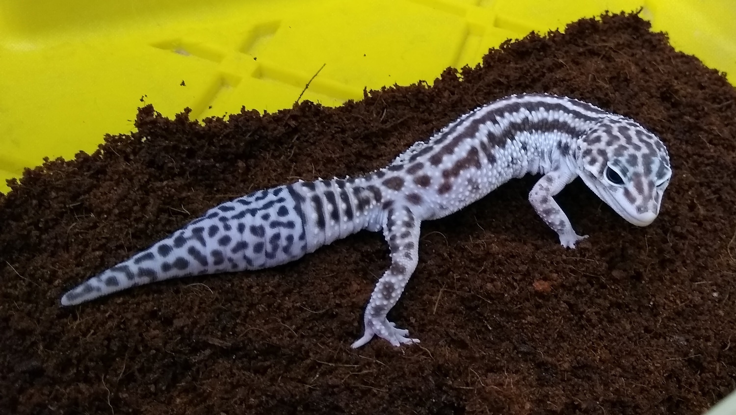 Mack Super Snow Eclipse Leopard Gecko by Exotic Amphibian Reptile ...