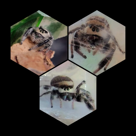 2022 Phippidus Regius Slings True Spider by Exotic Amphibian Reptile Center