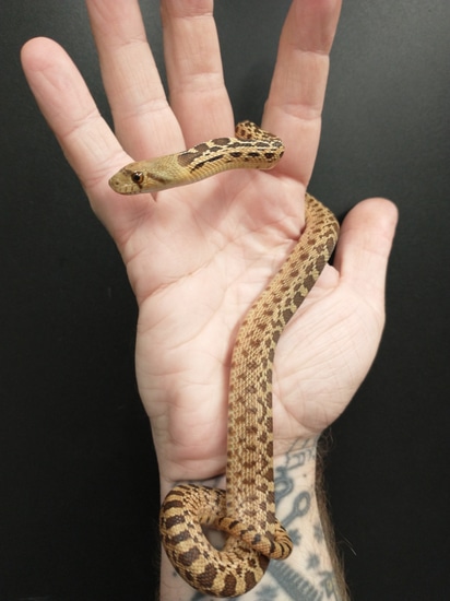 100% Het Applegate Albino Gopher Snake More Colubrid by Exotic ...