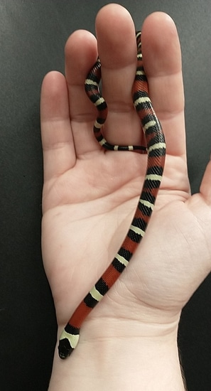 Jalisco Milksnake Jalisco Milk Snake by Exotic Amphibian Reptile Center