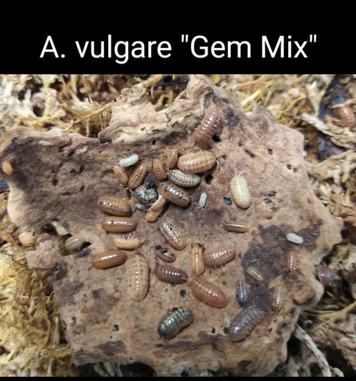 Armadilidium Vulgare "Gem Mix Isopod by Exotic Amphibian Reptile Center