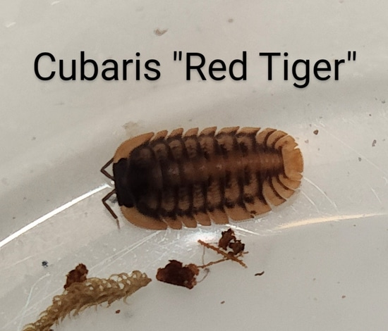 Cubaris "Red Tiger" Isopod by Exotic Amphibian Reptile Center