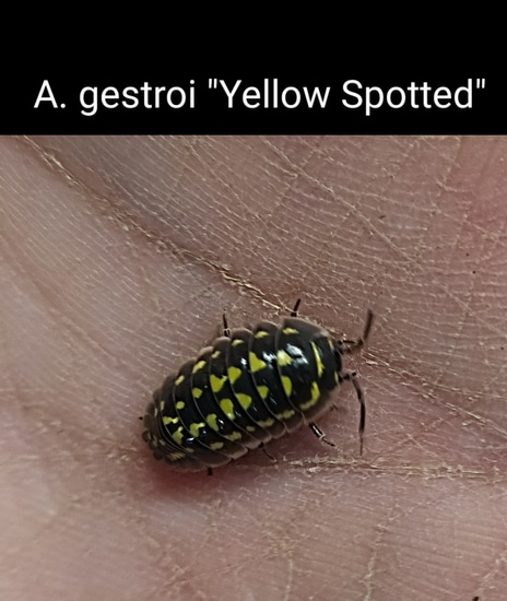 Armadilidium Gestroi "Yellow Spotted Isopod by Exotic Amphibian Reptile ...