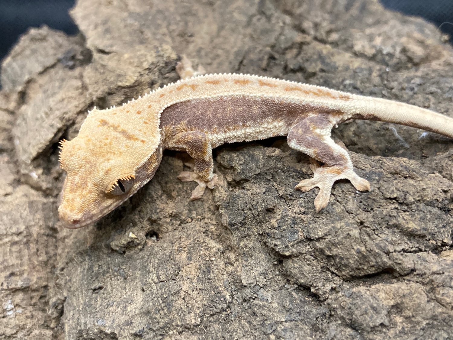 Lavender Lily White Pos Female Crested Gecko by Ketch Um All Geckos ...