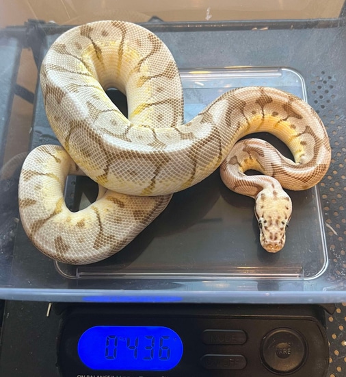 Pastel Lesser Spider Poss Yellowbelly 100% Het Clown Group Ball Python ...