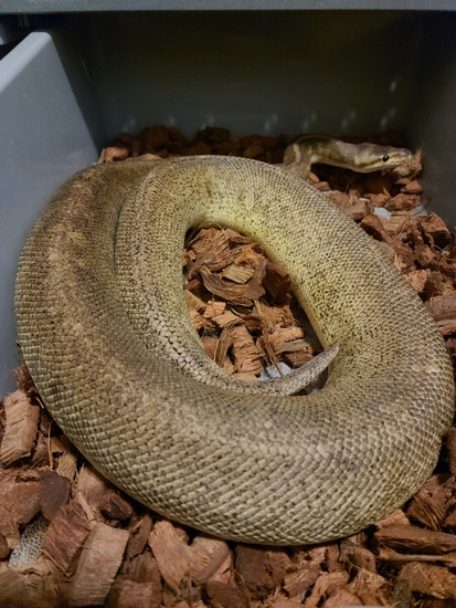 Pastel Onyx Ball Python by AK Morphs