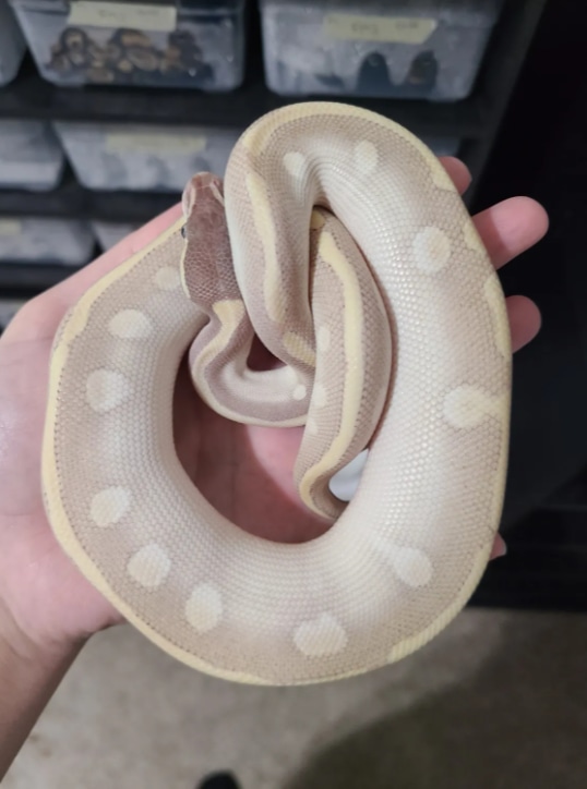 Orbit Purple Passion Ball Python by AK Morphs - MorphMarket
