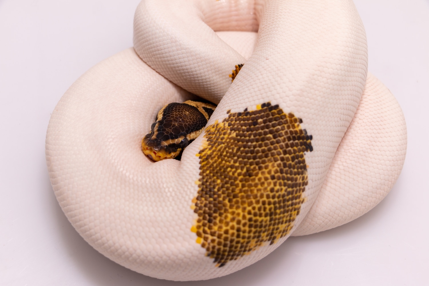 Pastel Yellowbelly Pied Ball Python by AK Morphs - MorphMarket