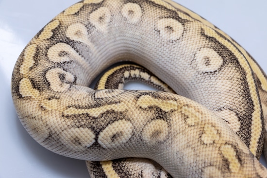 Deep Purple Passion Ball Python by AK Morphs