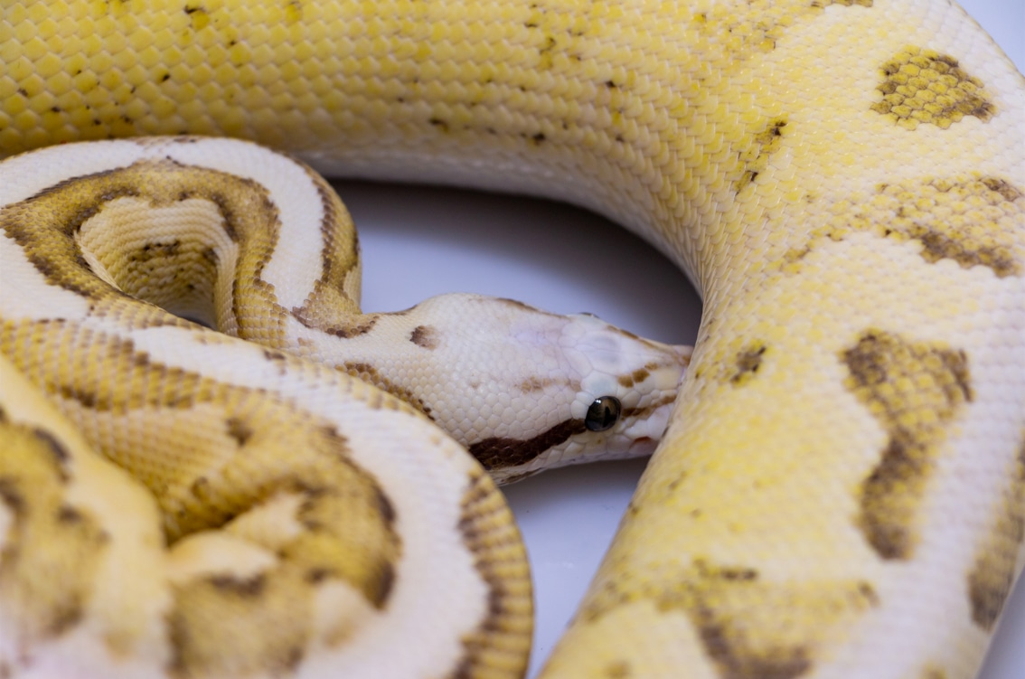 Vanilla Scream Ball Python by AK Morphs - MorphMarket
