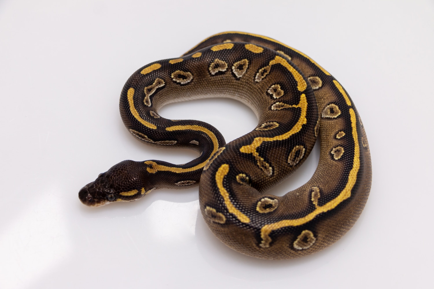 Blackhead Mojave RGRG Het Clown (I) Ball Python by AK Morphs - MorphMarket