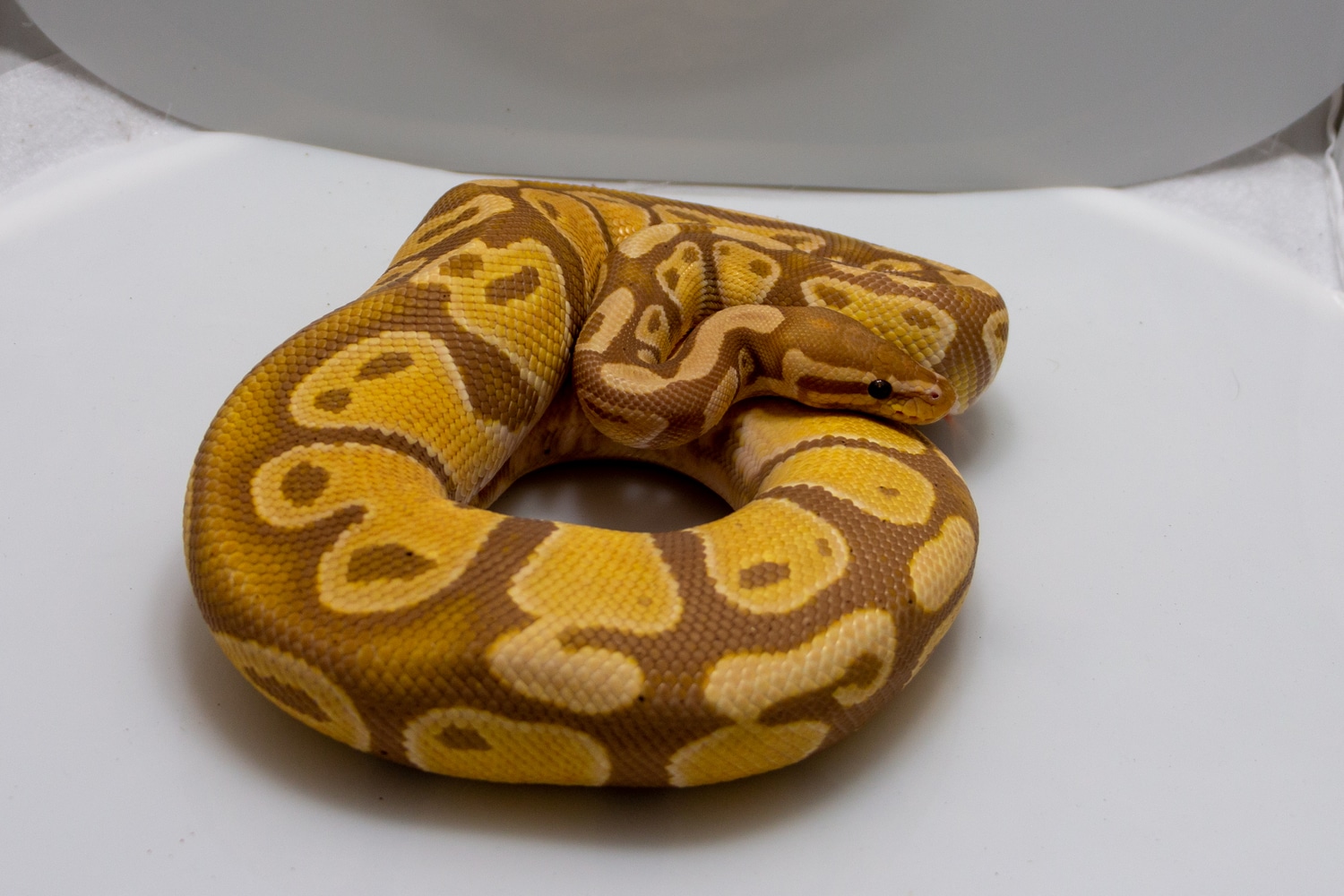 Banana Het Pied Ball Python by AK Morphs - MorphMarket