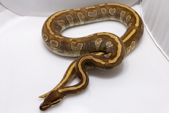 Mojave Orbit Ball Python by AK Morphs