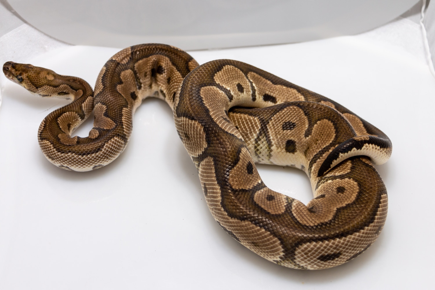 Clown Ball Python by AK Morphs - MorphMarket