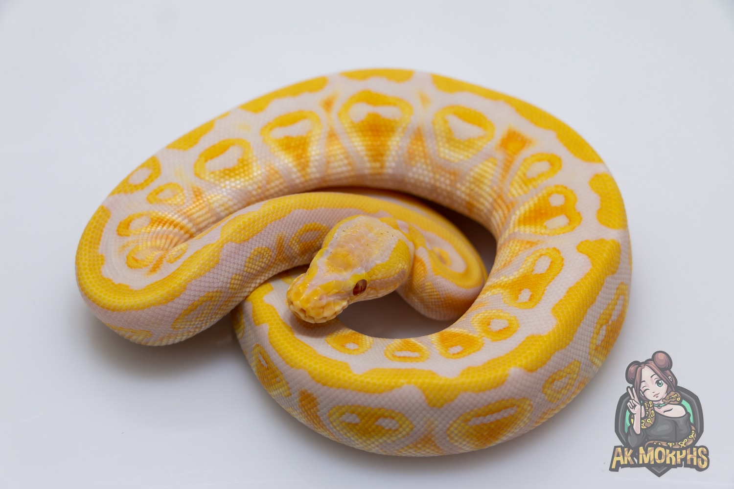 Pastel Cypress Lavender Ball Python by AK Morphs - MorphMarket