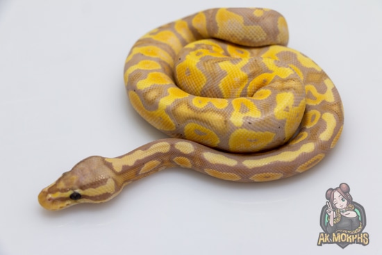Pastel Banana Desert Ghost Ball Python by AK Morphs