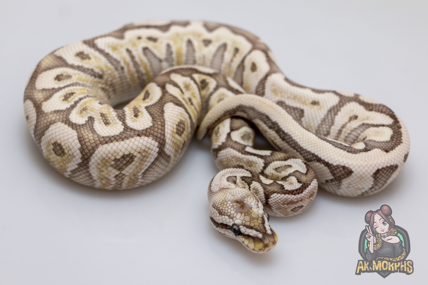 Bamboo Leopard Desert Ghost (I) Ball Python by AK Morphs - MorphMarket