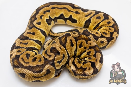 Pastel Het Monsoon Ball Python by AK Morphs