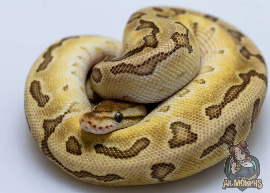 Raven Lesser Orange Dream Pinstripe Ball Python by AK Morphs - MorphMarket