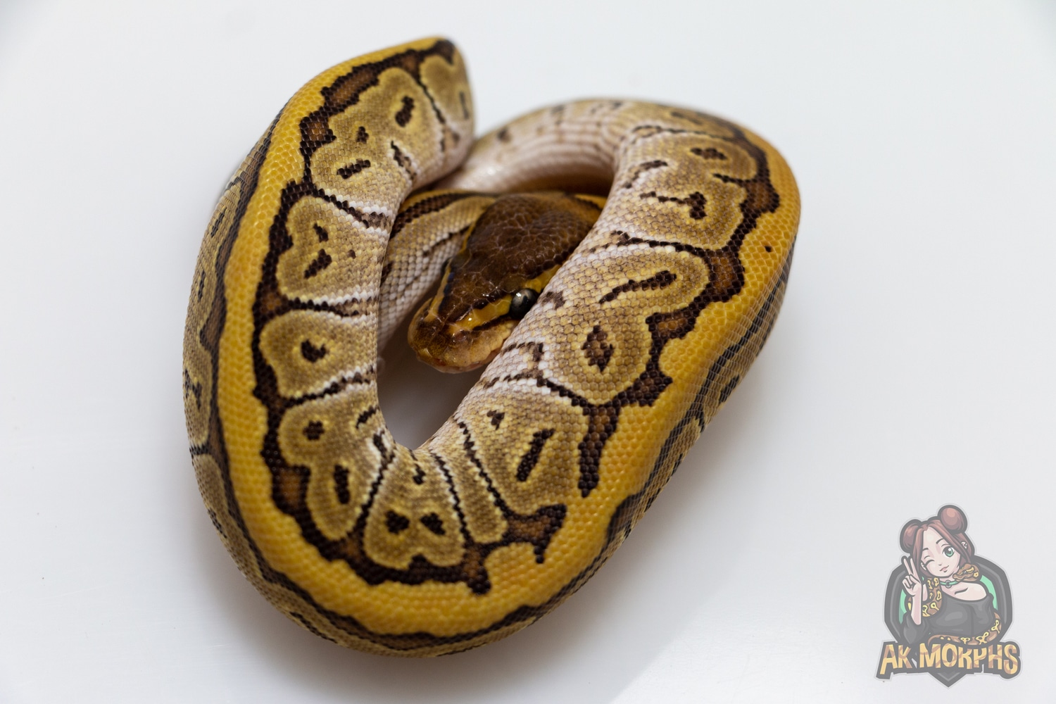 Mojave Pinstripe 50% Het Monsoon 100% Het Black Axanthic Ball Python by ...