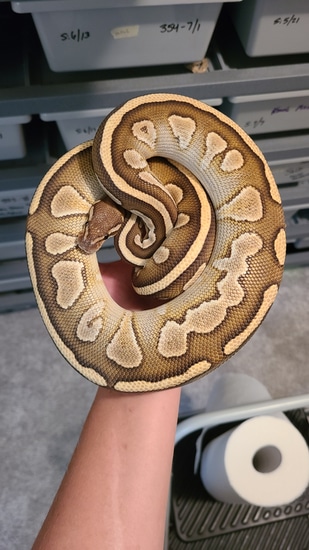 Nyala Butter Het Clown Ball Python by AK Morphs